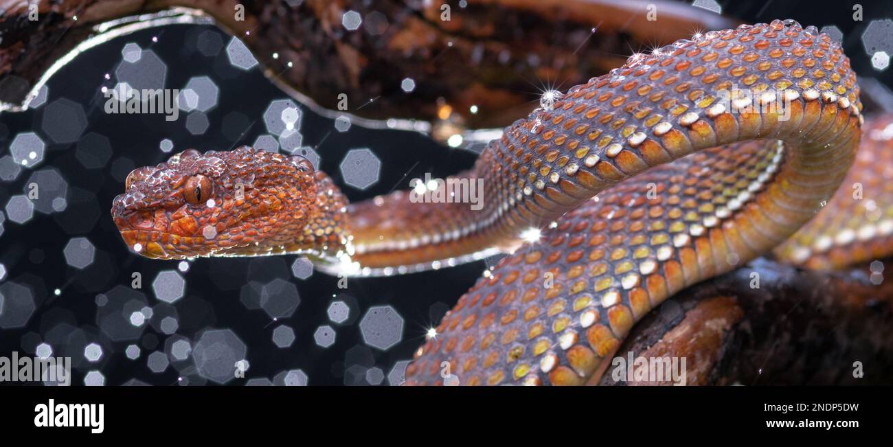 Beautiful Red Viper Snake In close Up Stock Photo - Alamy