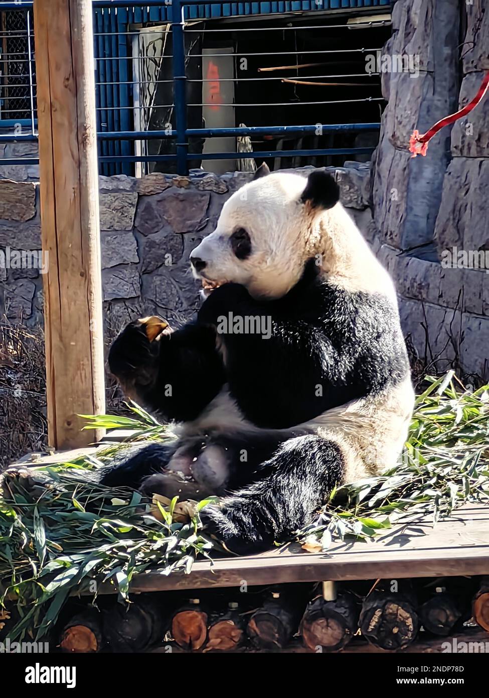 Giant pandas at Beijing Zoo enjoy a leisurely life, Beijing, China, 13 ...