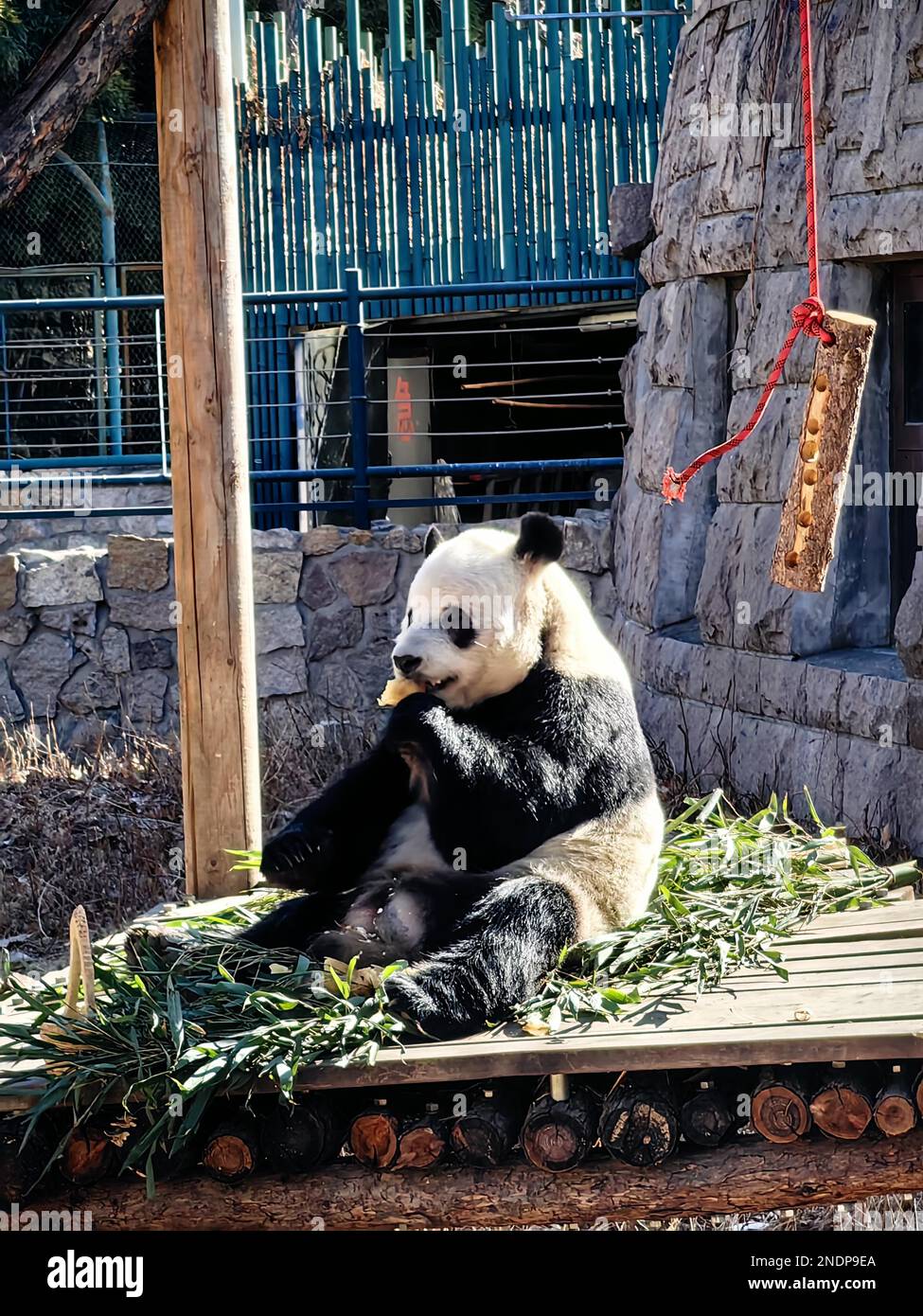 Giant pandas at Beijing Zoo enjoy a leisurely life, Beijing, China, 13 ...
