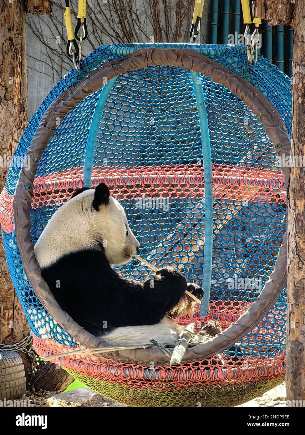 Giant pandas at Beijing Zoo enjoy a leisurely life, Beijing, China, 13 ...