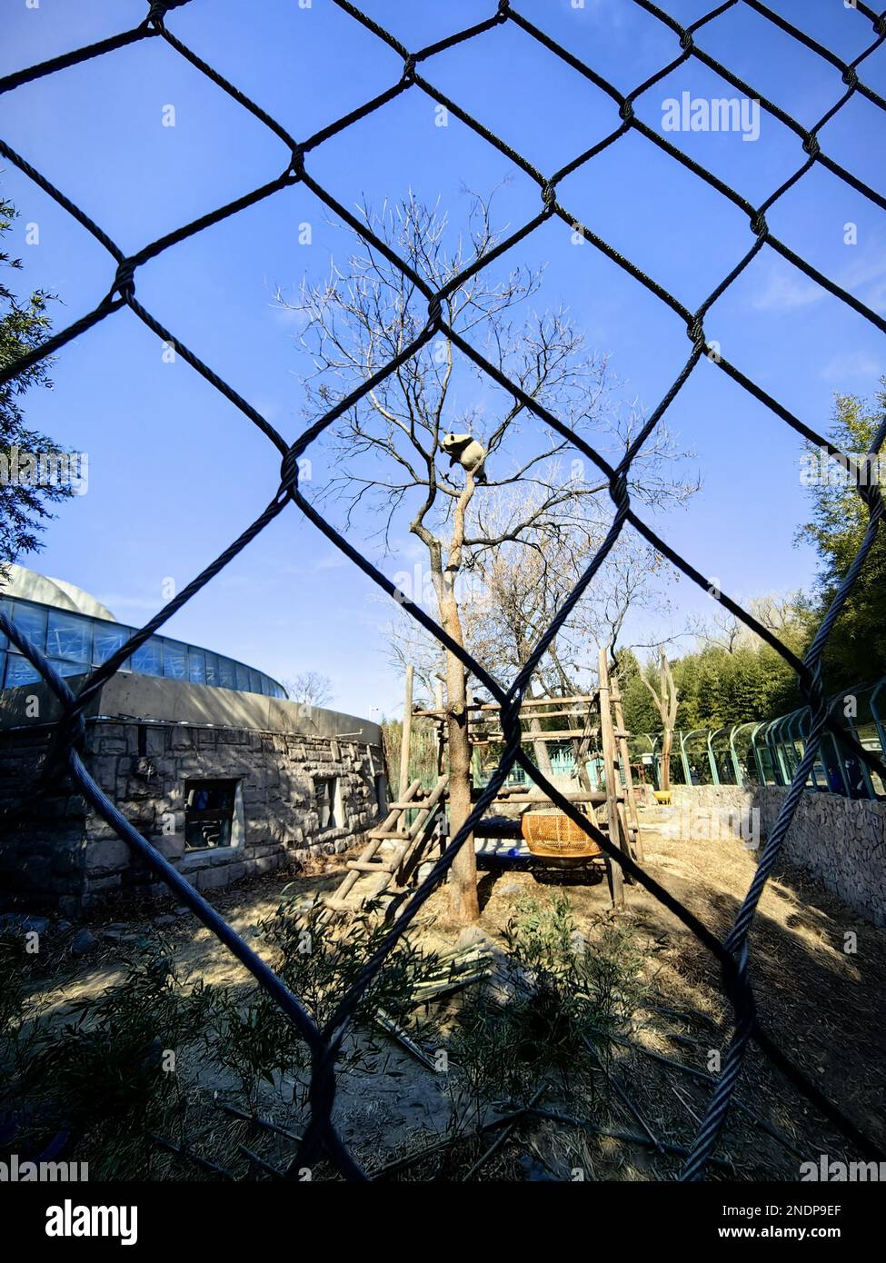 Giant pandas at Beijing Zoo enjoy a leisurely life, Beijing, China, 13 ...
