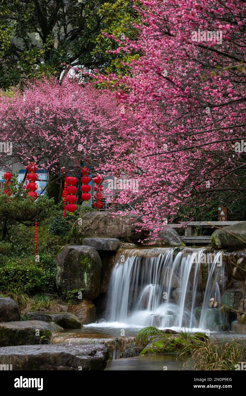Beautiful spring scenery consisted of plum blossoms, spring water and ...