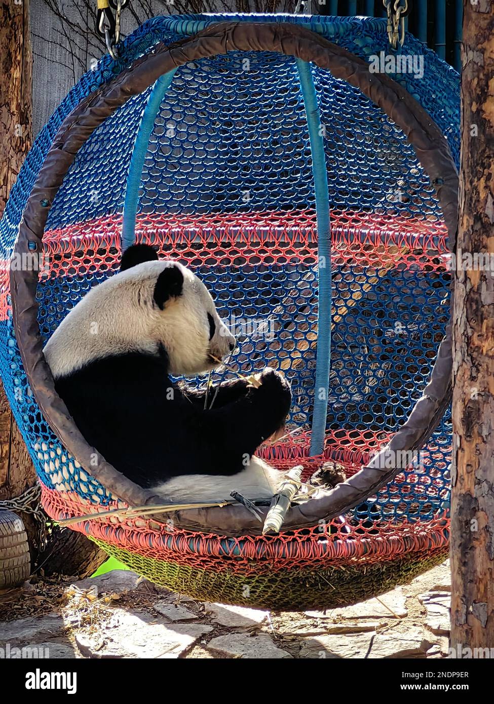 Giant pandas at Beijing Zoo enjoy a leisurely life, Beijing, China, 13 ...