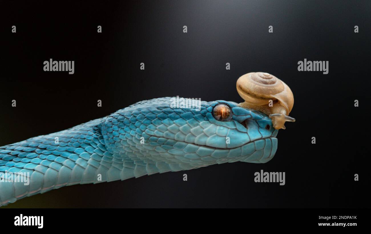 Beautiful Blue Viper Snake In close Up Stock Photo - Alamy