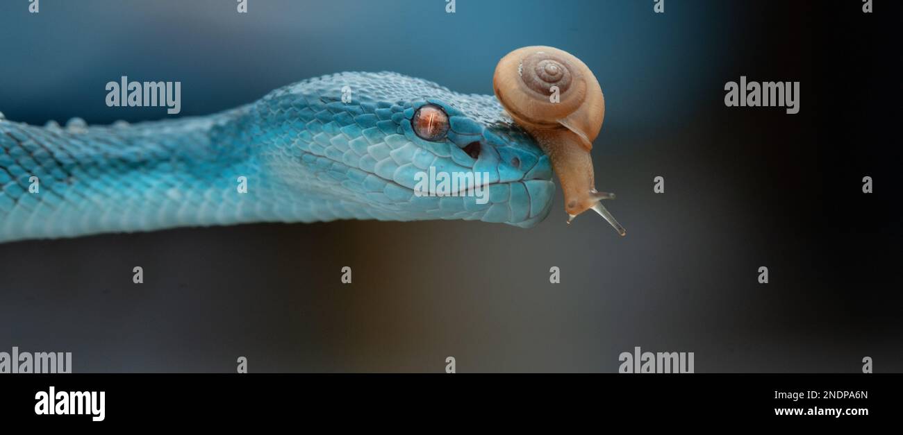 Beautiful Blue Viper Snake In close Up Stock Photo - Alamy