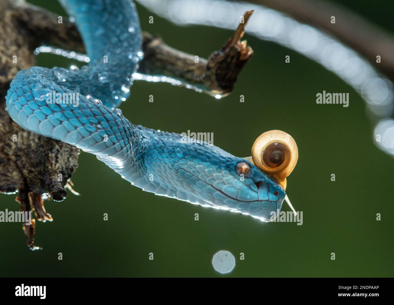 Beautiful Blue Viper Snake In close Up Stock Photo - Alamy