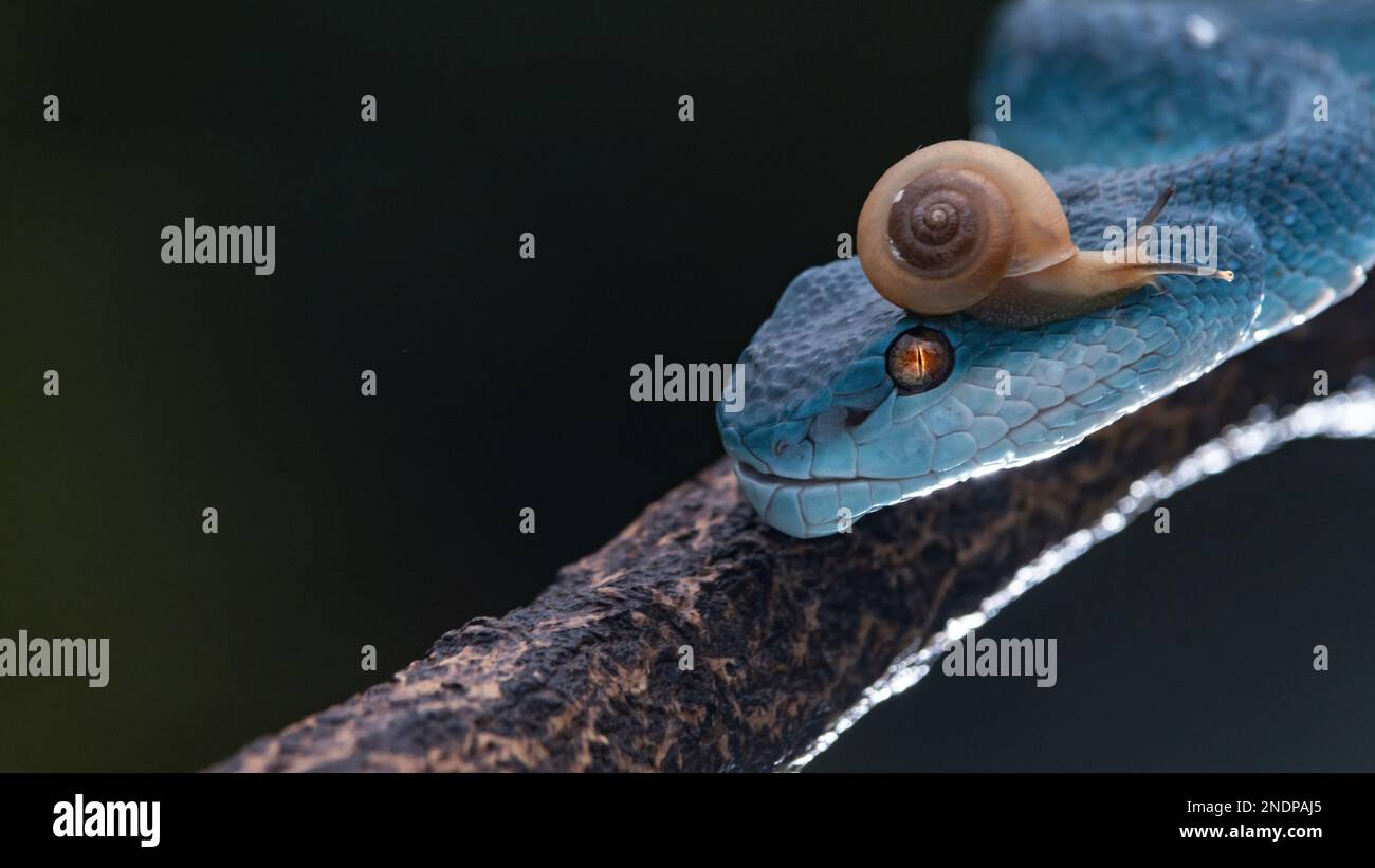 Beautiful Blue Viper Snake In close Up Stock Photo - Alamy