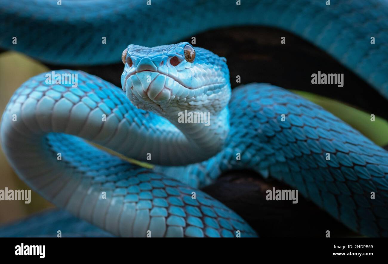 Beautiful Blue Viper Snake In close Up Stock Photo - Alamy