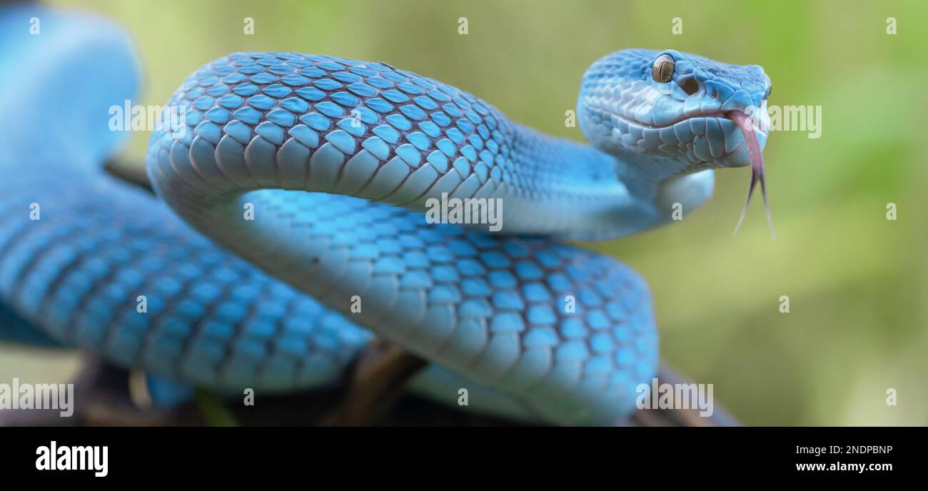 Beautiful Blue Viper Snake In close Up Stock Photo - Alamy