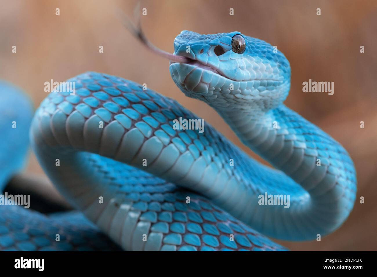 Beautiful Blue Viper Snake In close Up Stock Photo - Alamy