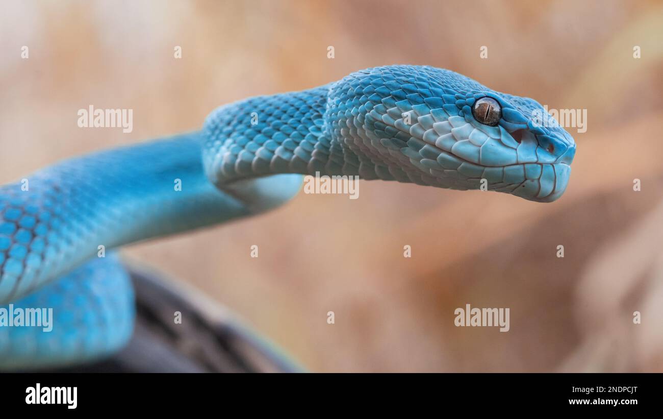Beautiful Blue Viper Snake In close Up Stock Photo - Alamy
