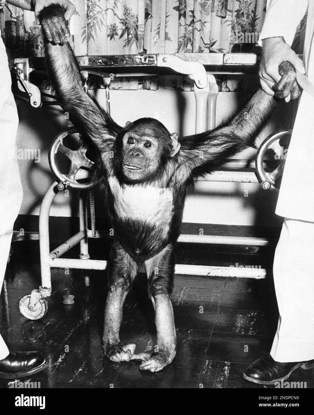 America's earth-orbiting chimpanzee, gets a pair of helping hands as he ...