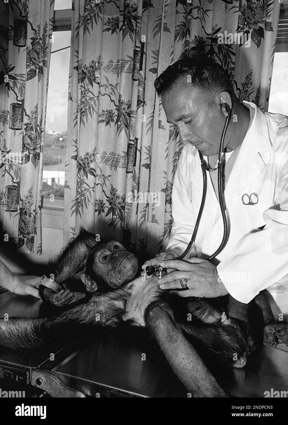 Enos, the chimpanzee that traveled around the world twice in outer ...
