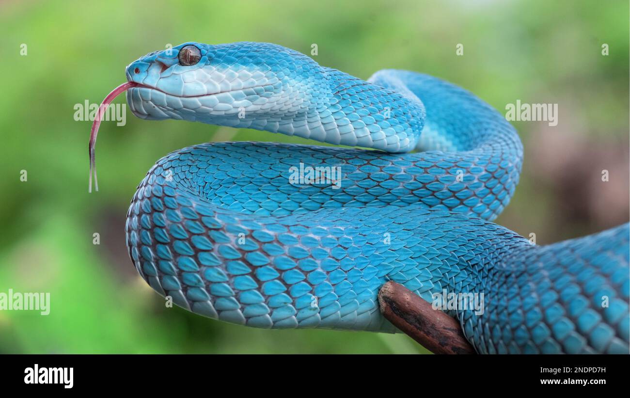 Beautiful Blue Viper Snake In close Up Stock Photo - Alamy