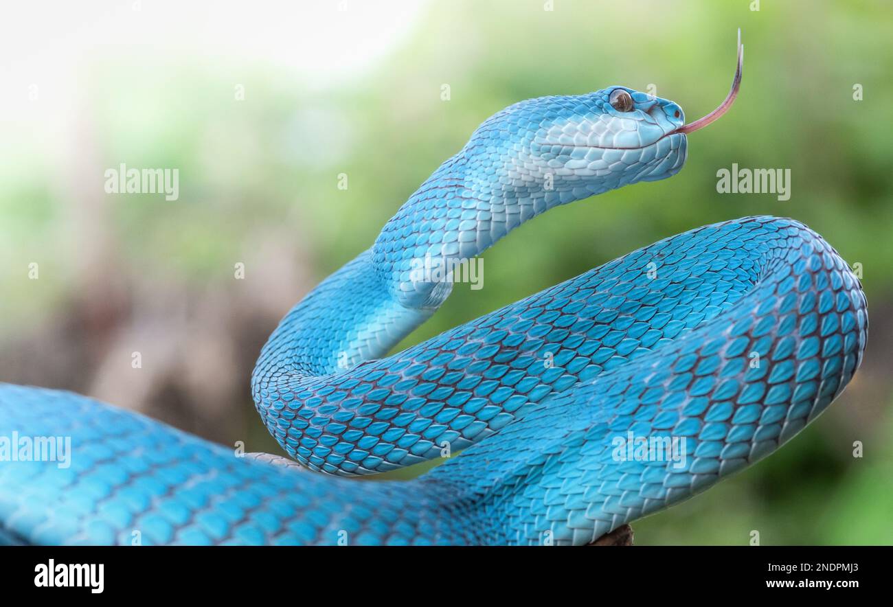 Blue viper snake hi-res stock photography and images - Alamy