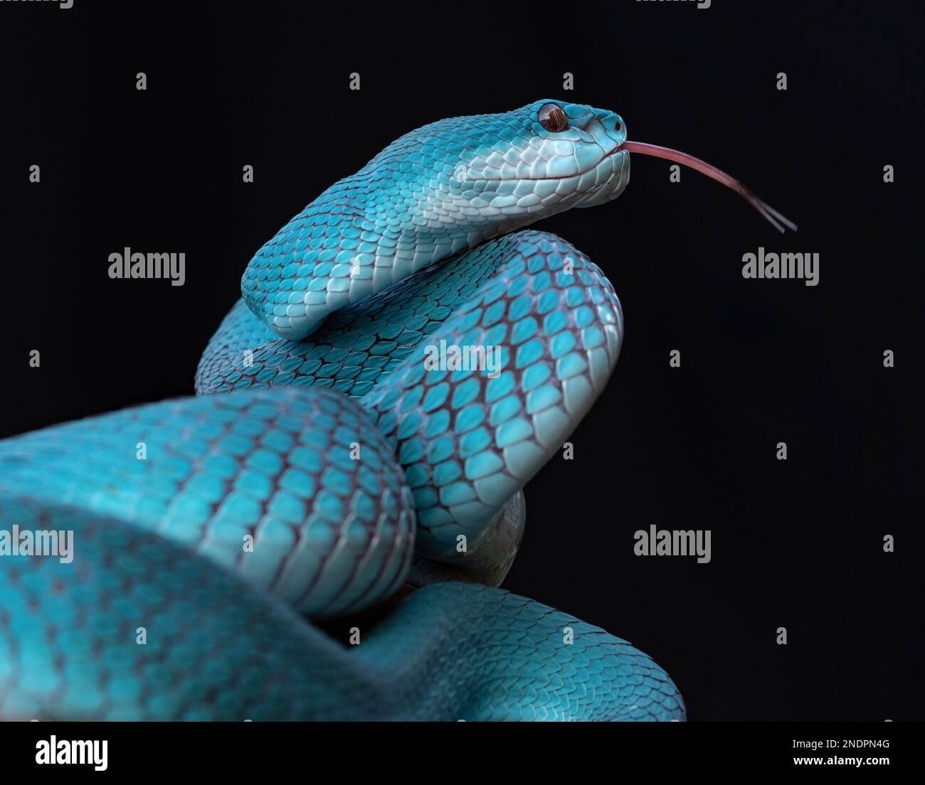 Beautiful Blue Viper Snake In close Up Stock Photo - Alamy