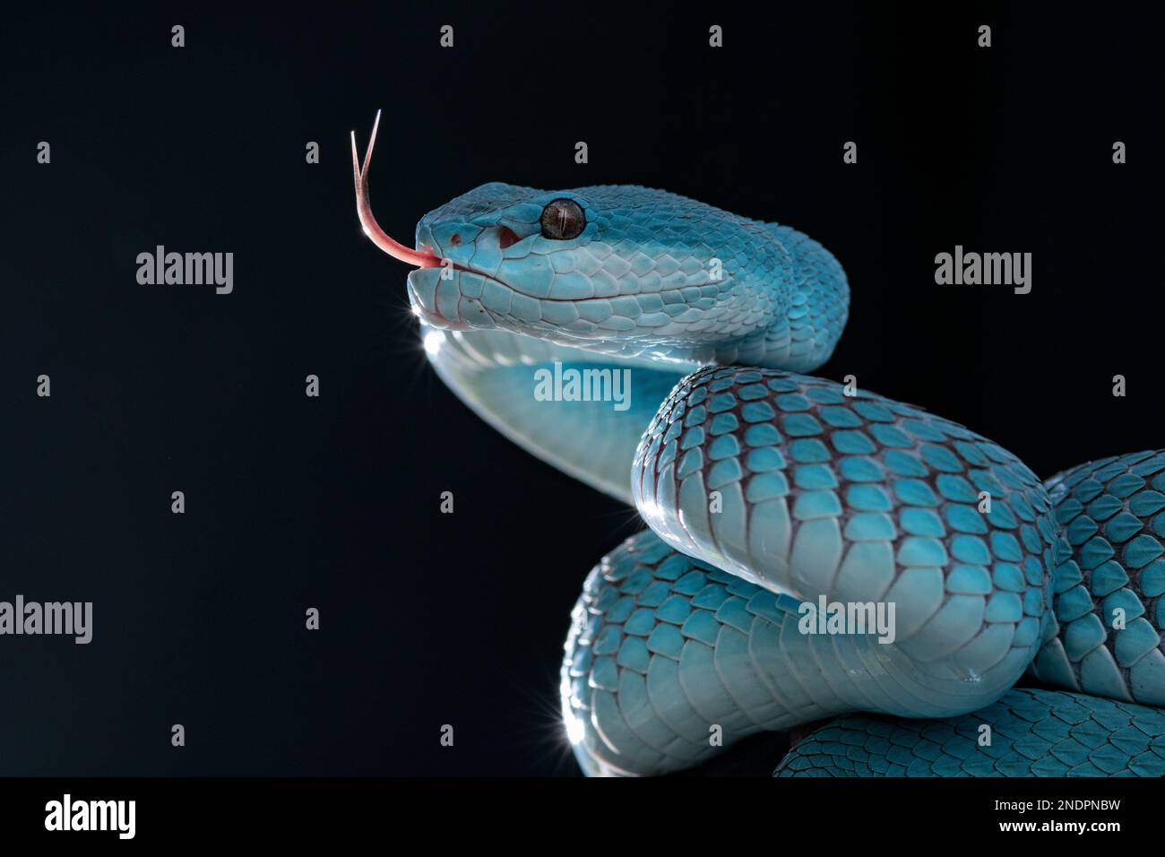 Beautiful Blue Viper Snake In close Up Stock Photo - Alamy