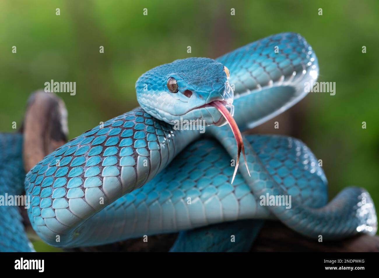 Beautiful Blue Viper Snake In close Up Stock Photo - Alamy