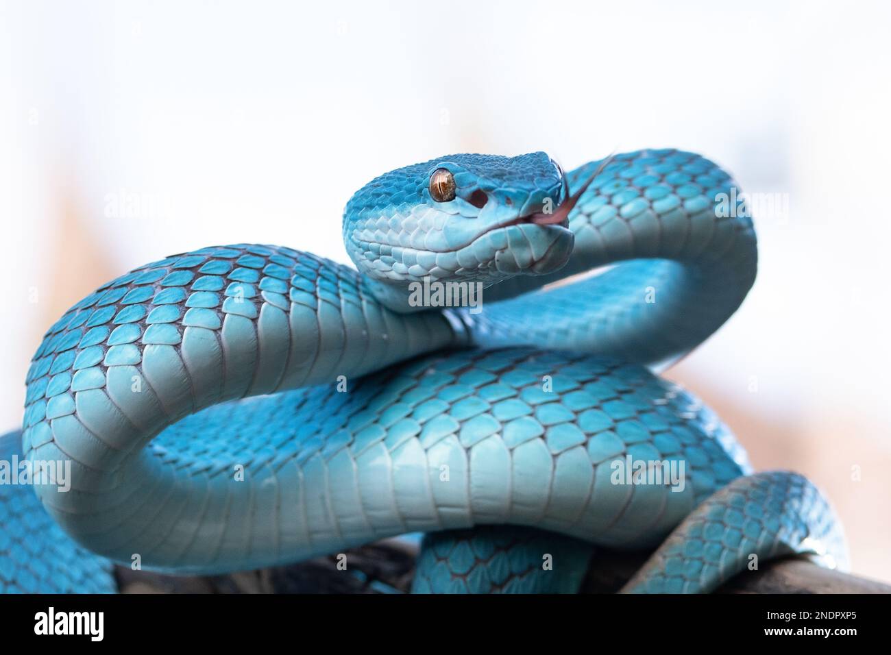 Beautiful Blue Viper Snake In close Up Stock Photo - Alamy