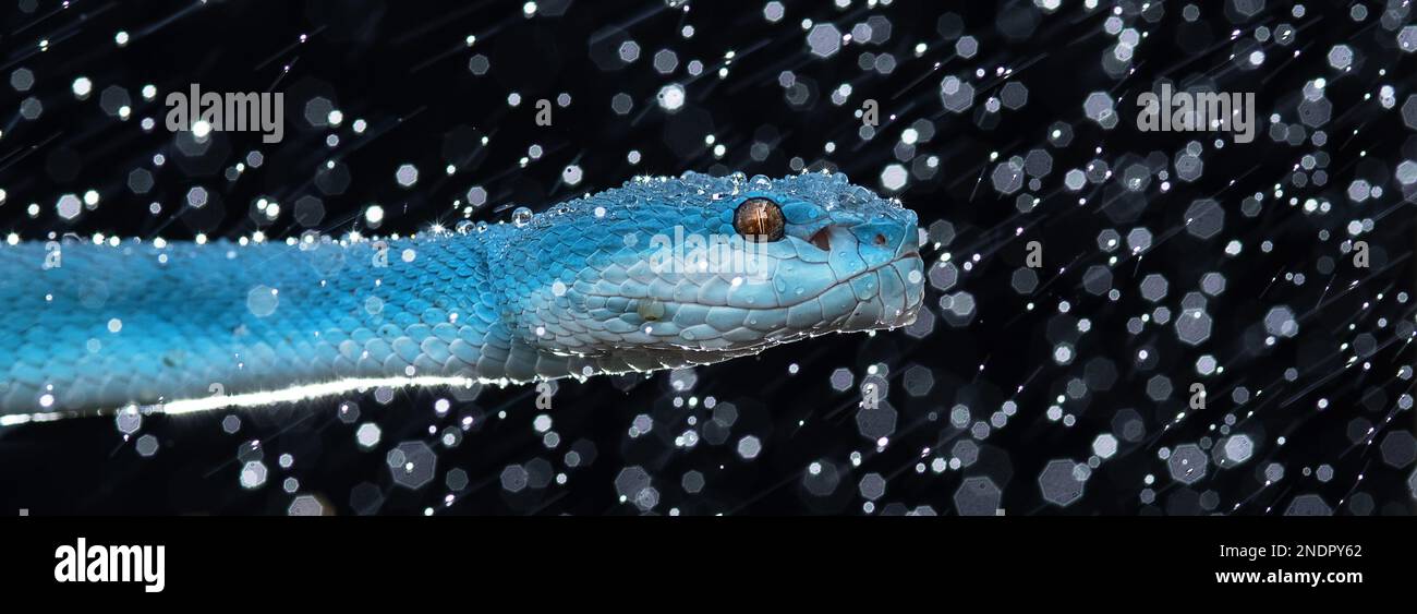 Beautiful Blue Viper Snake In close Up Stock Photo - Alamy