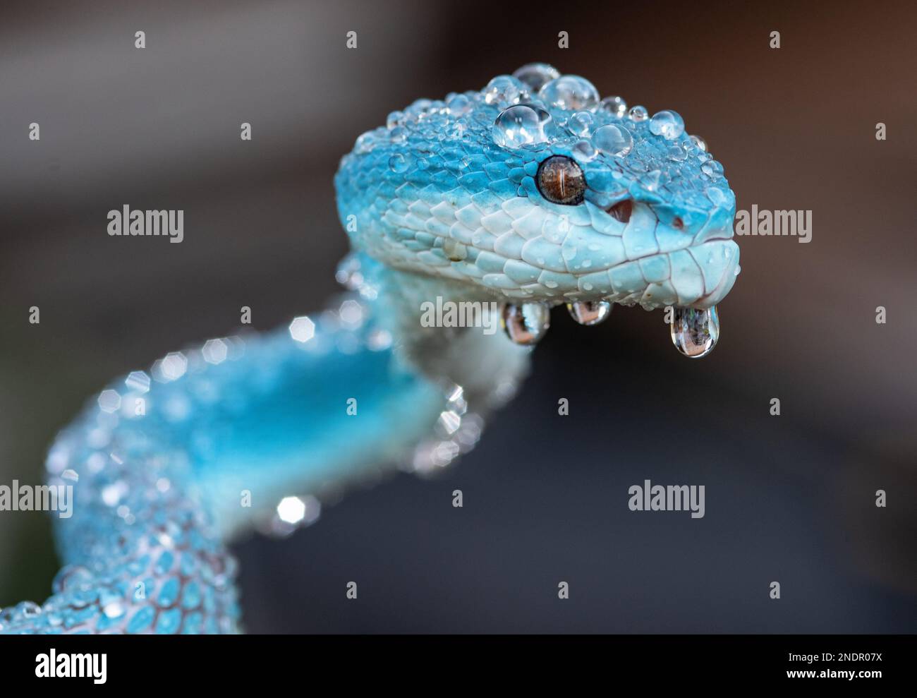 Beautiful Blue Viper Snake In close Up Stock Photo - Alamy