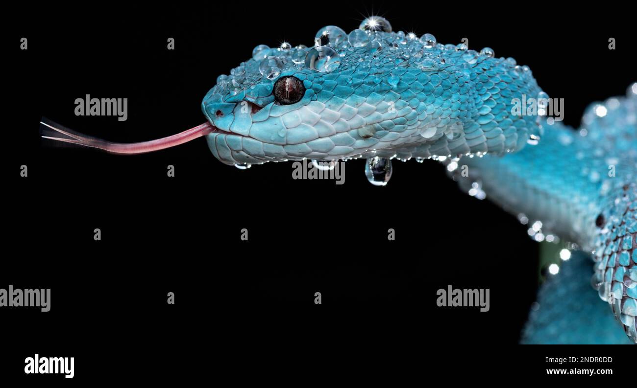 Beautiful Blue Viper Snake In close Up Stock Photo - Alamy