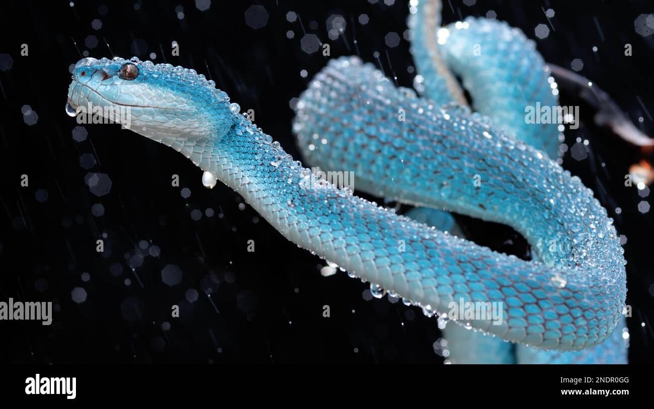 Beautiful Blue Viper Snake In close Up Stock Photo - Alamy