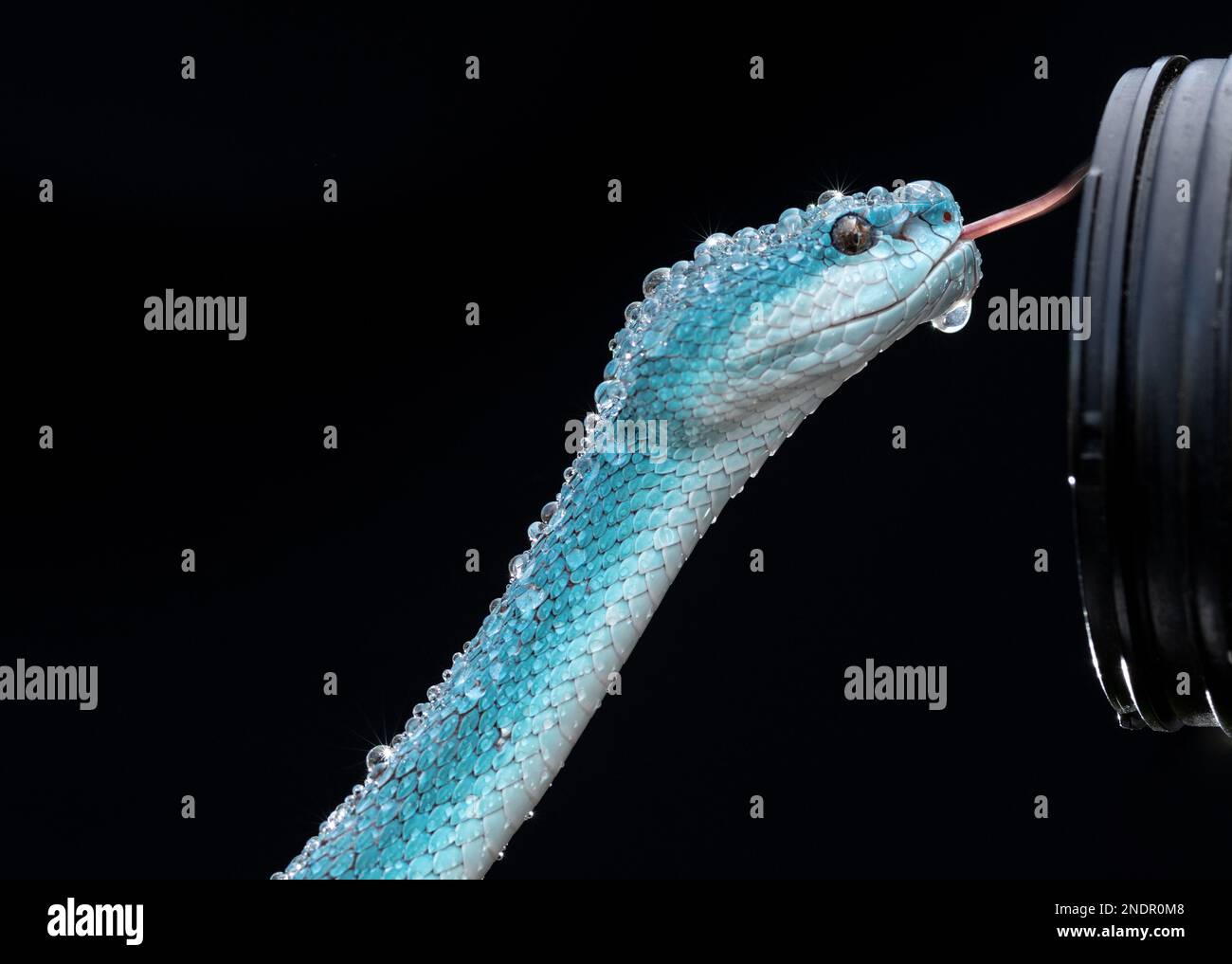 Beautiful Blue Viper Snake In close Up Stock Photo - Alamy