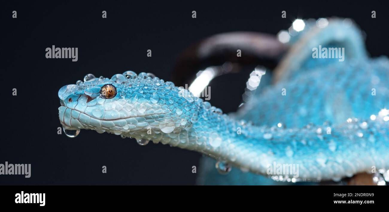 Beautiful Blue Viper Snake In close Up Stock Photo - Alamy