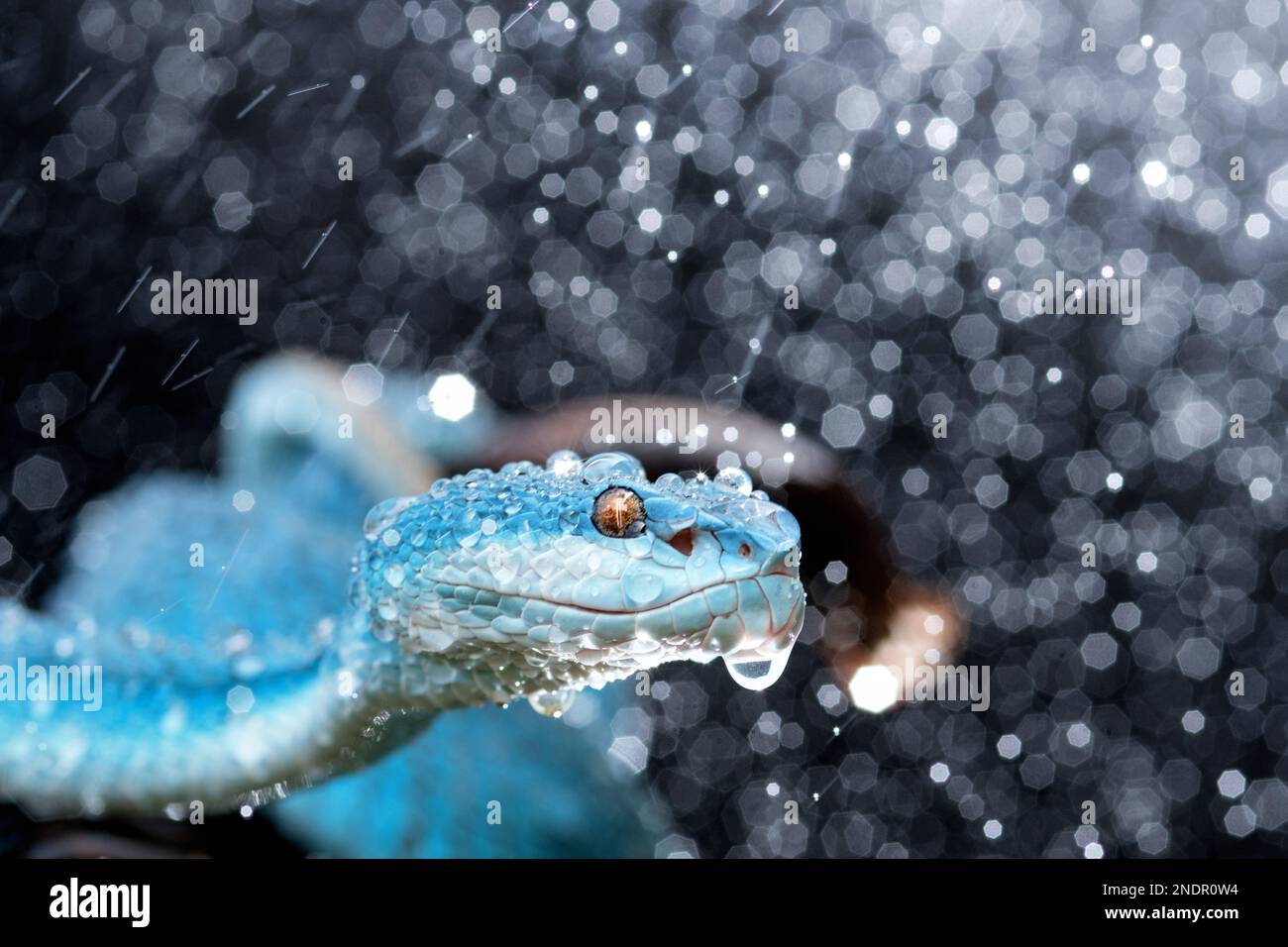 Blue viper snake hi-res stock photography and images - Alamy