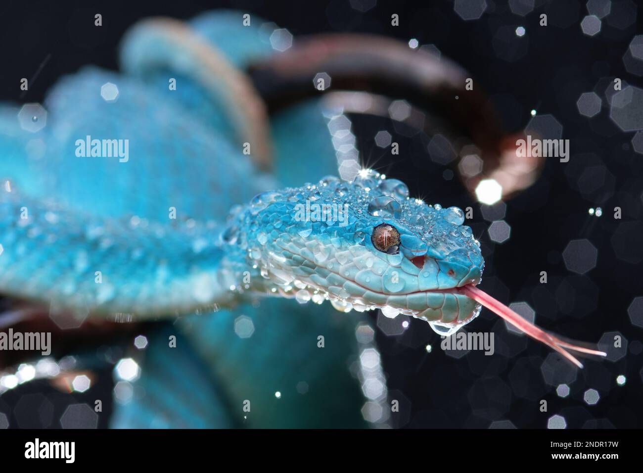 Beautiful Blue Viper Snake In close Up Stock Photo - Alamy