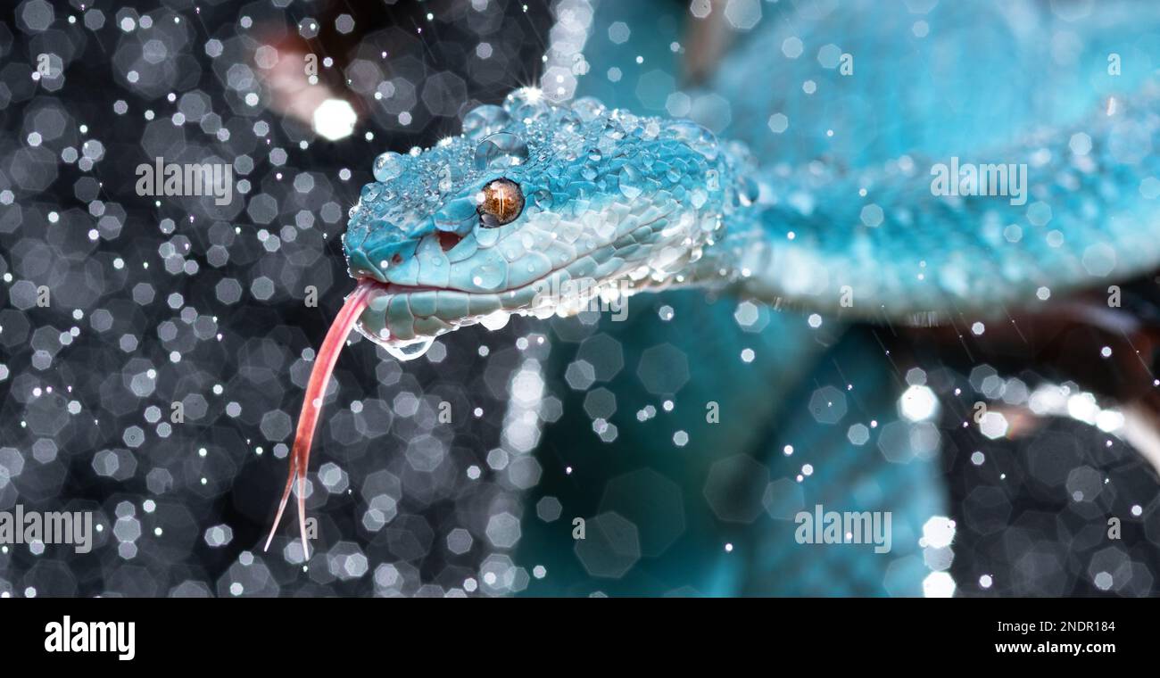 Beautiful Blue Viper Snake In close Up Stock Photo - Alamy