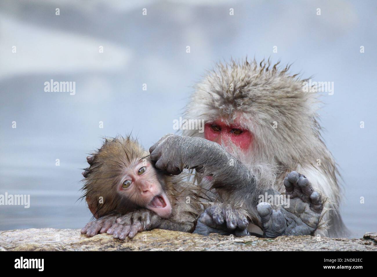 Snow monkey mother and child taking the hot spring, in Nagano, Japan ...