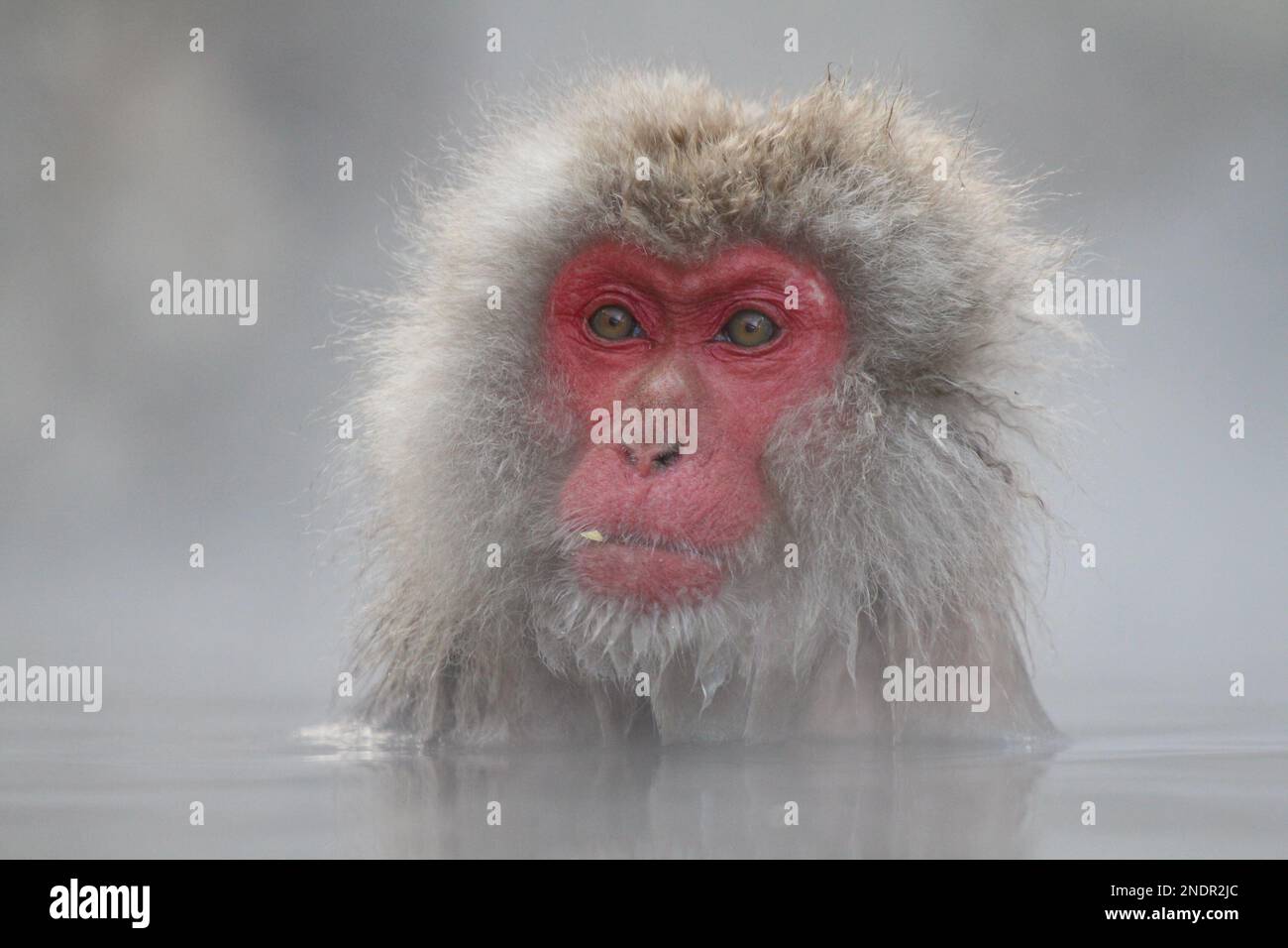 Snow monkey taking the hot spring, in Nagano, Japan Stock Photo - Alamy