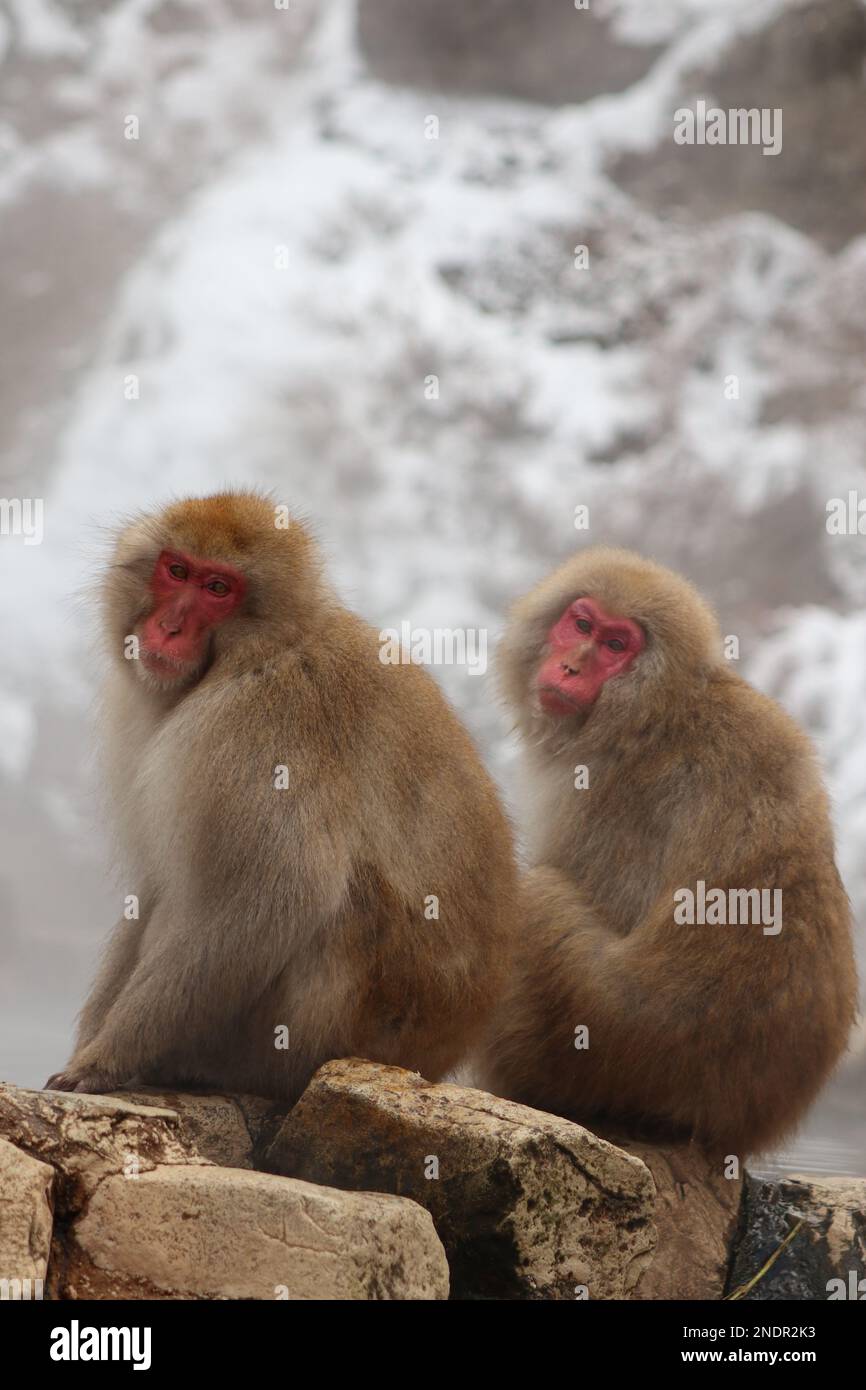 Snow monkey brothers sitting by the hot spring in Nagano, Japan Stock Photo - Alamy