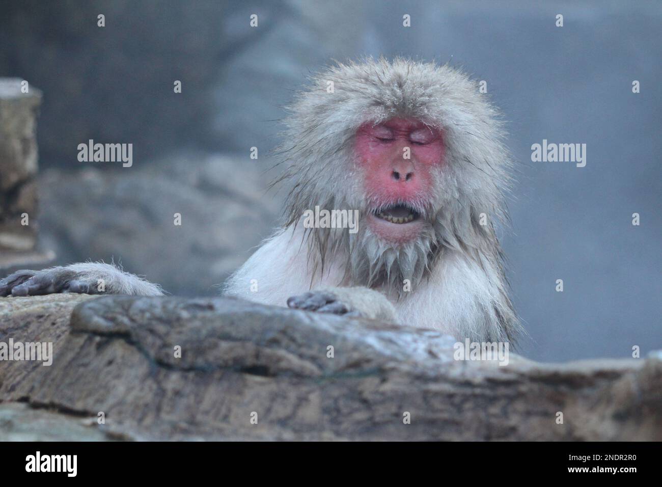 Snow monkey singing in the hot spring, in Nagano, Japan Stock Photo - Alamy