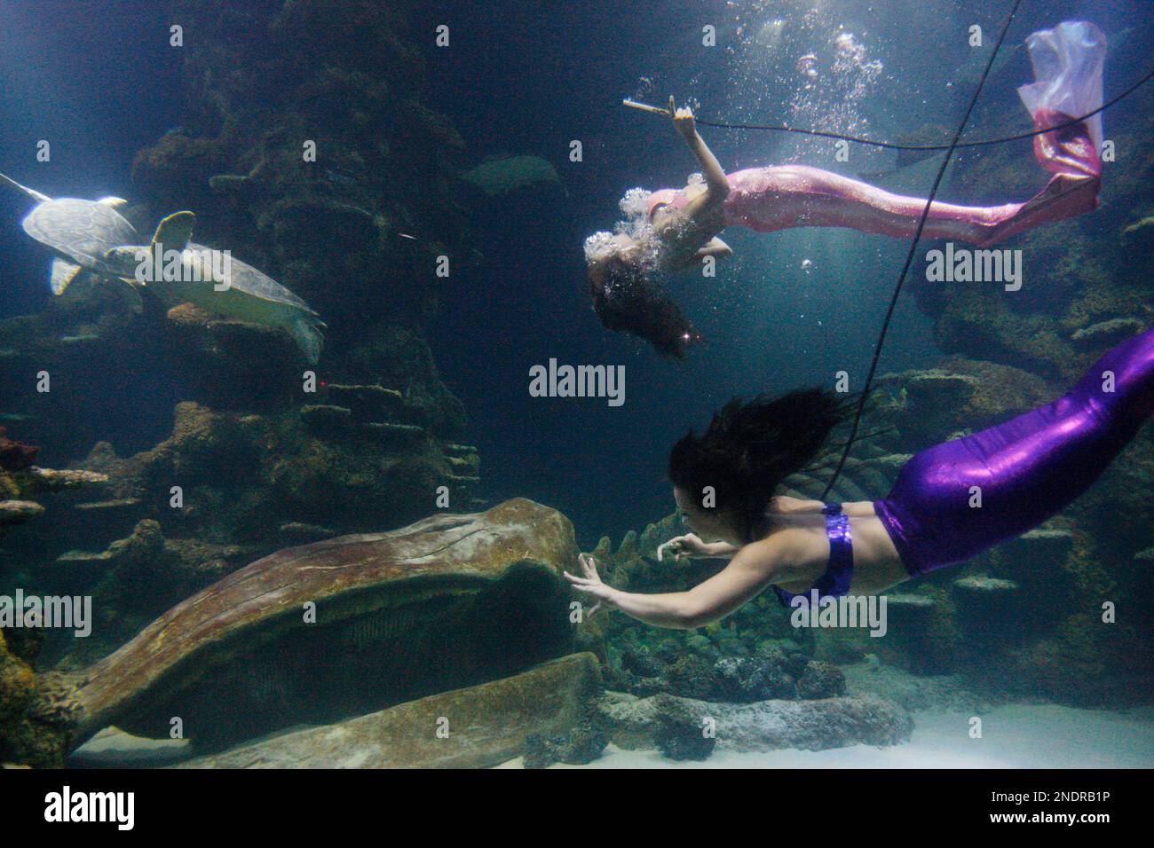 Shannon Tooker, top, and Marcy Terry of Weeki Wachee Mermaids swim in a ...