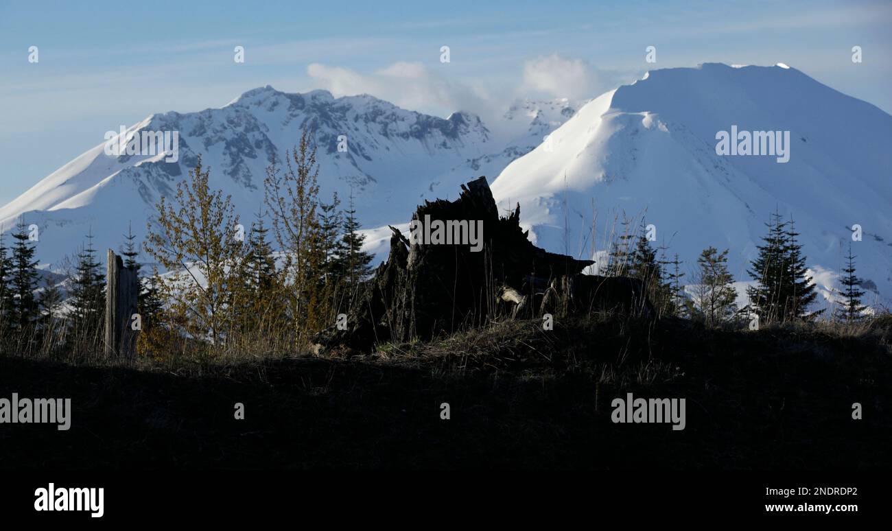 **FOR USE AS DESIRED WITH MOUNT ST. HELENS ANNIVERSARY** In this May 7 ...