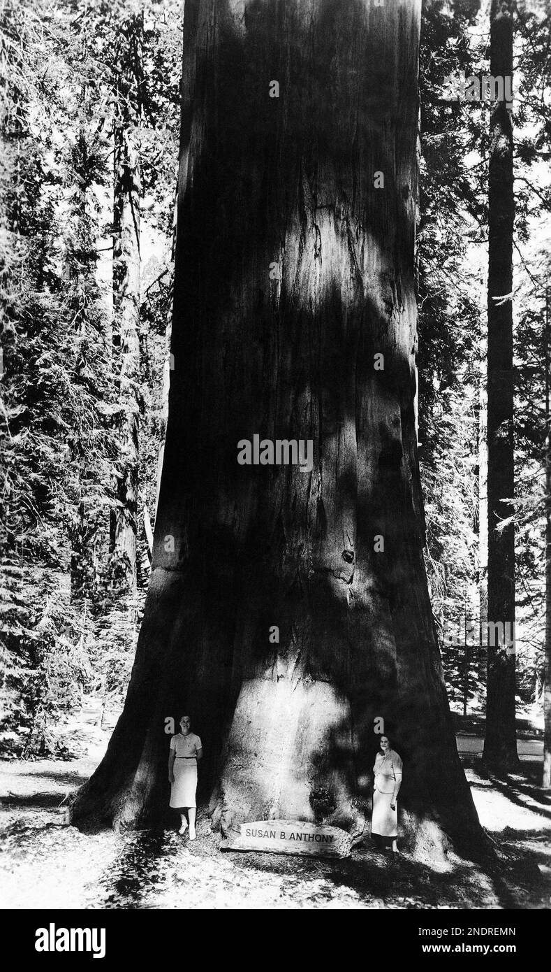 This 3,000 year old sequoia tree is shown in Sequoia National Park ...