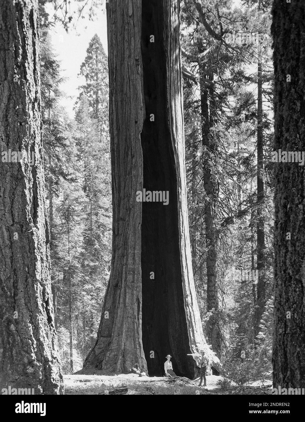Fire ate out the inside of this giant sequoia in Sequoia National Park ...