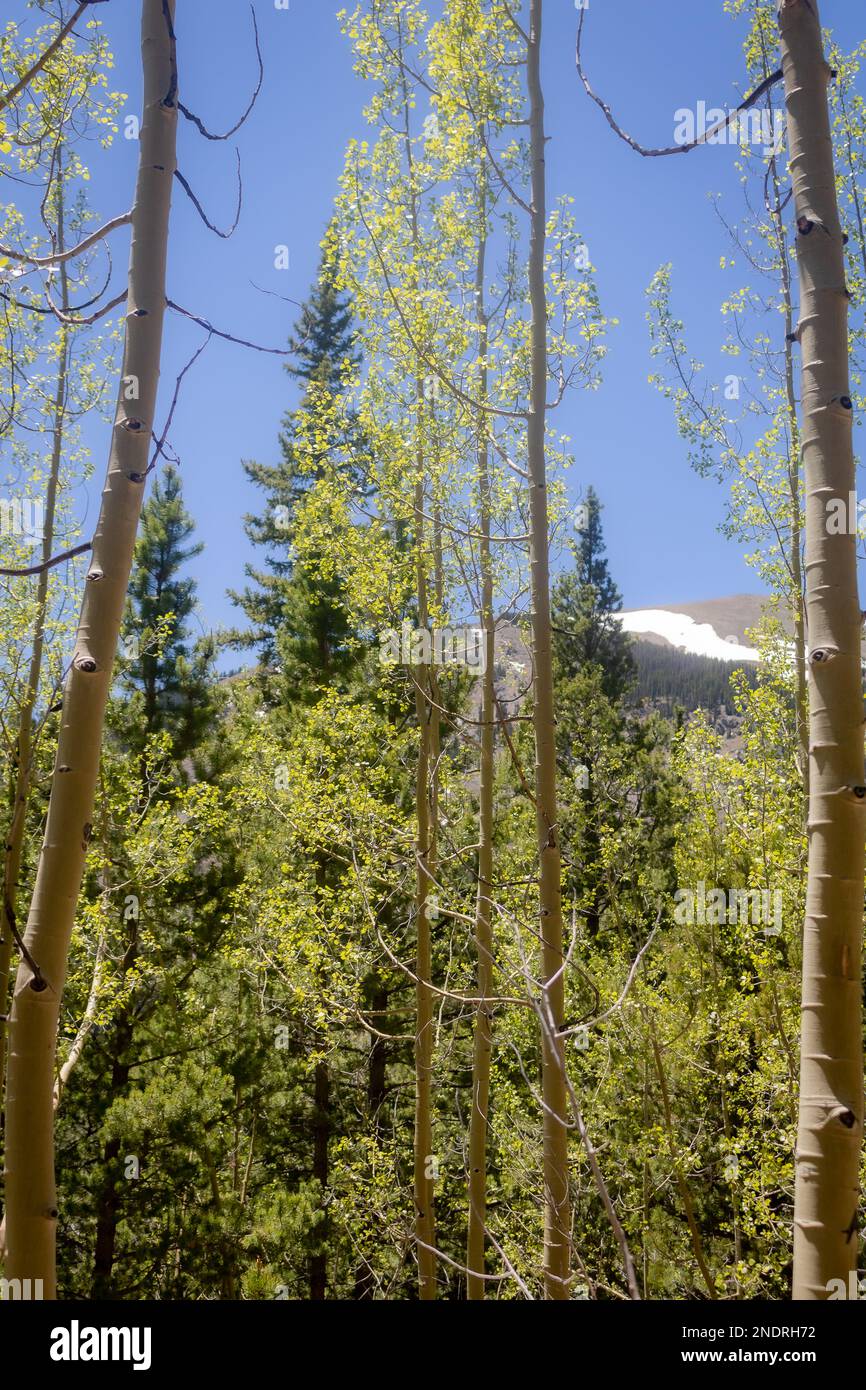 Picture from a hike to above 14,000 feet in Colorado's Sawatch Range ...