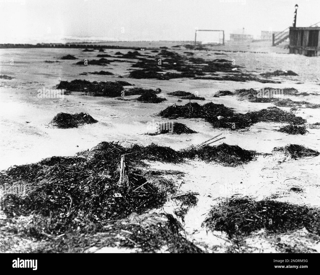 Blobs of seaweed covered with black tar mar the beach at Brigantine ...