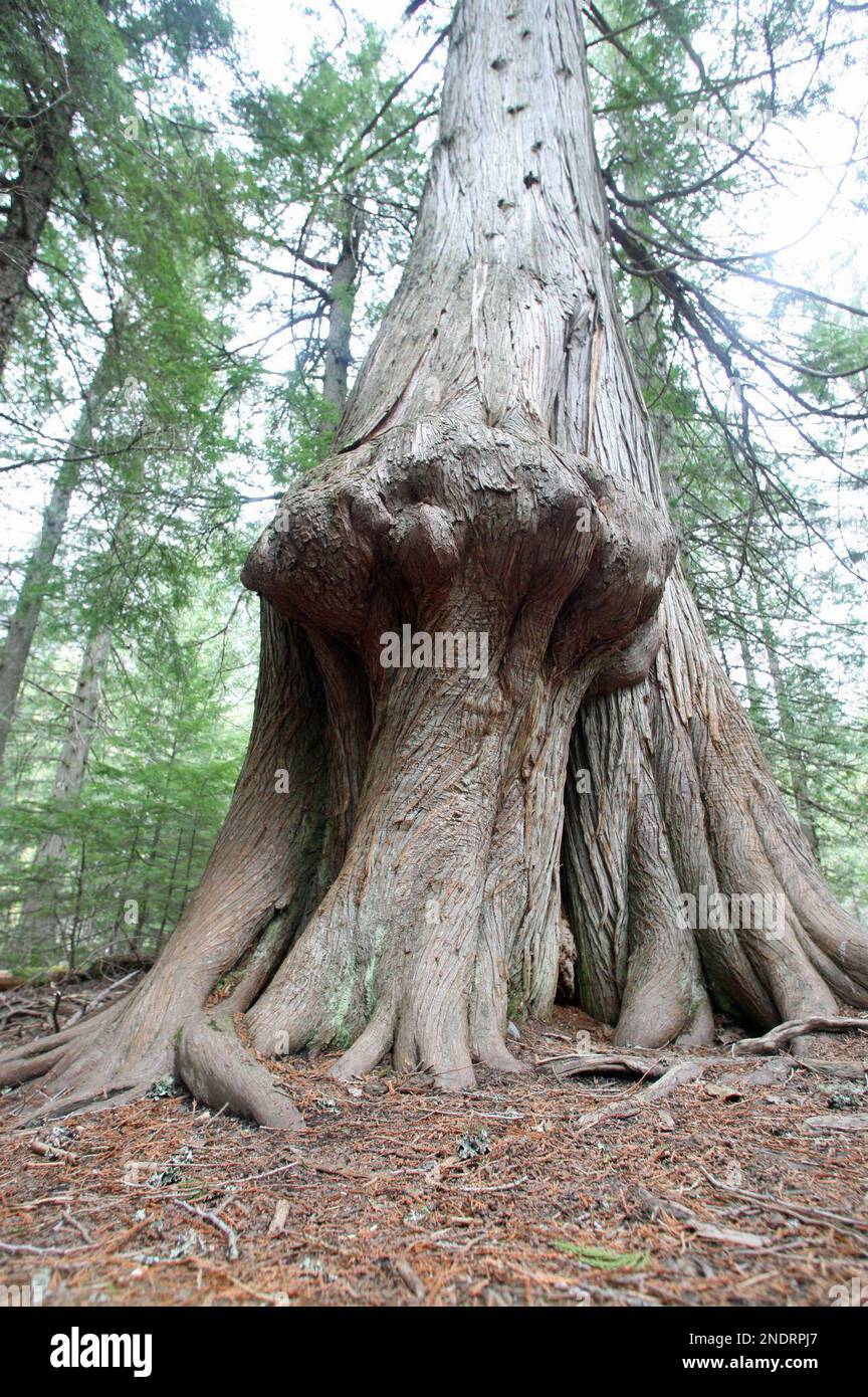 An ancient cedar tree is seen in Glacier National Park in Montana on ...