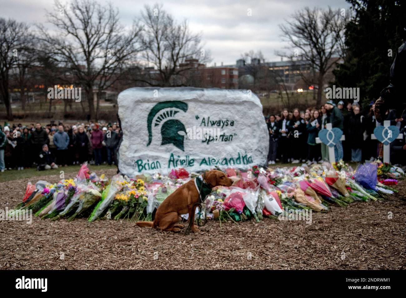 Zeke the Wonder Dog, popular for his Michigan State sports antics, sits ...