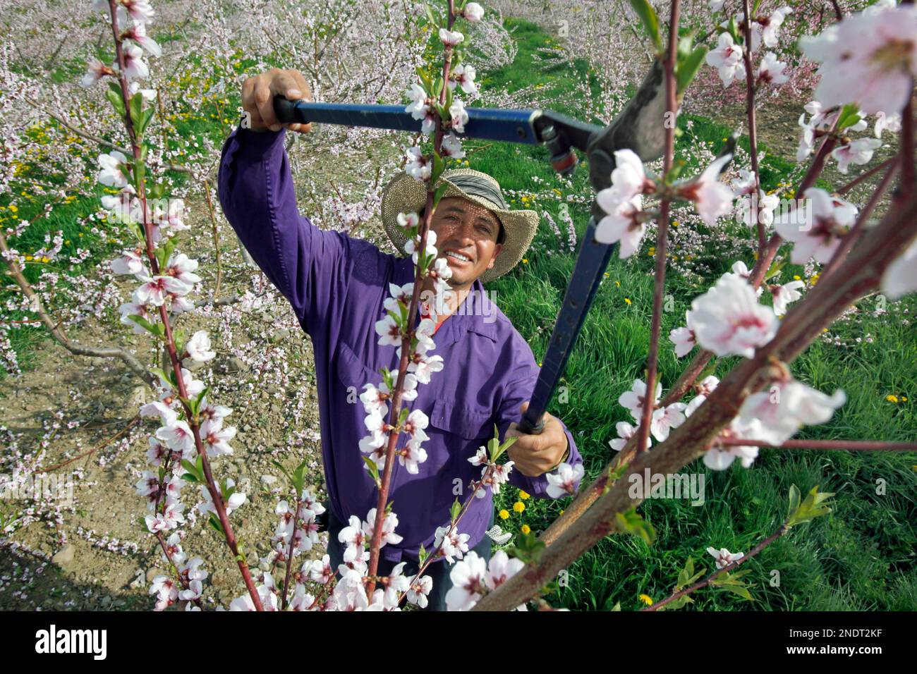 In this April 30, 2010 photo, Pedro Duino prunes peach trees at Singer ...