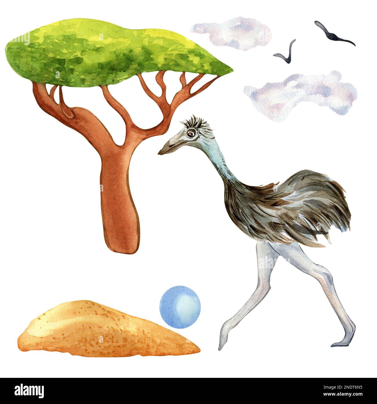 Cartoon emu isolated on hi-res stock photography and images - Alamy