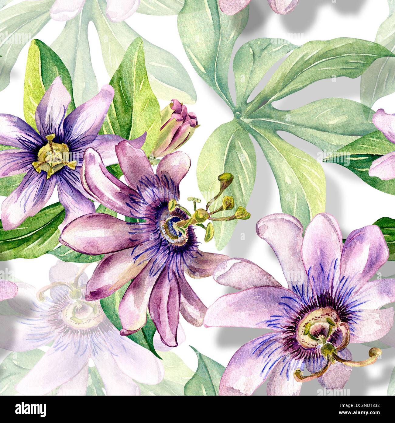 Passion flower plant watercolor seamless pattern isolated on white ...
