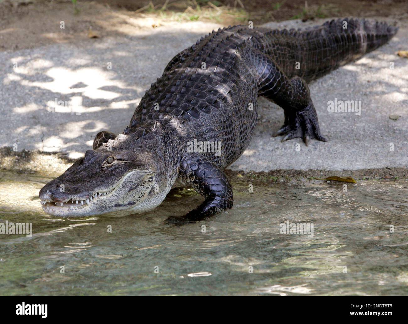 In a Thursday, Aug. 9, 2007 file photo, Reggie, Los Angeles Zoo's most ...