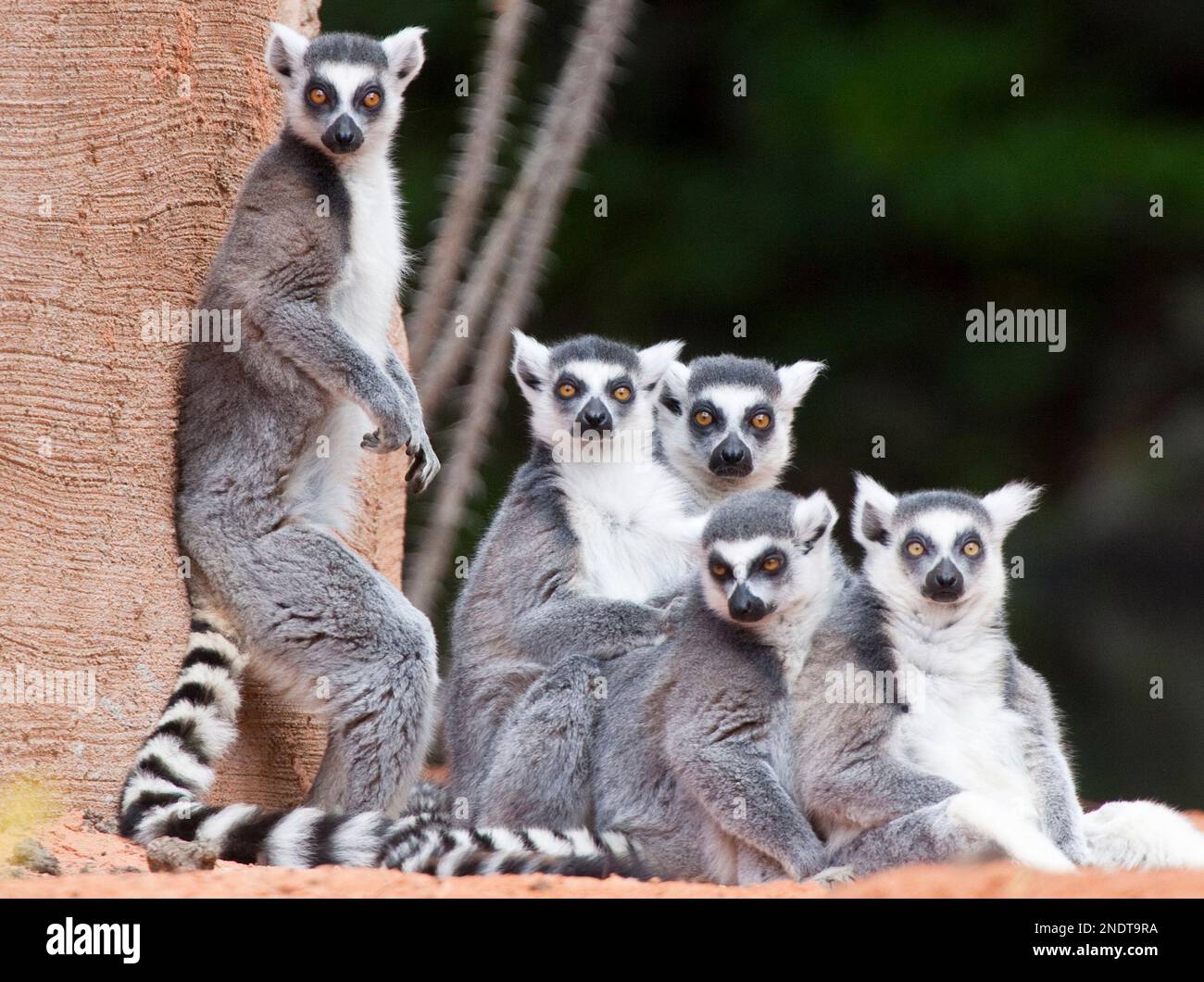 Ring-tailed lemurs huddle next to a man-made baobab tree, at Expedition ...