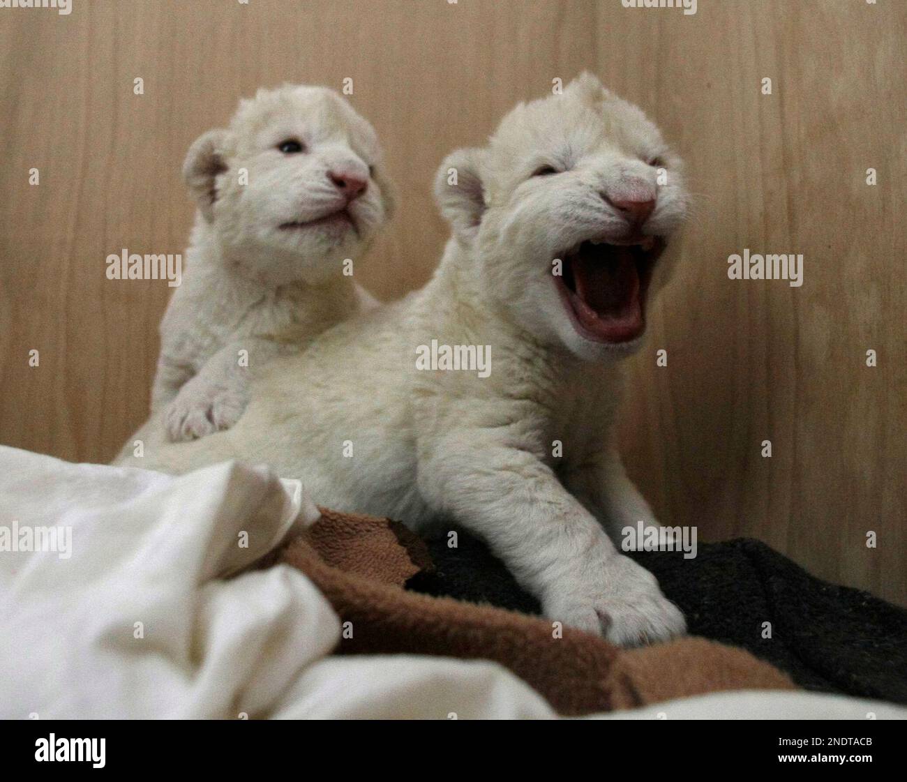 A two-day-old white lion cubs in Belgrade Zoo, Serbia, Friday, May 7 ...